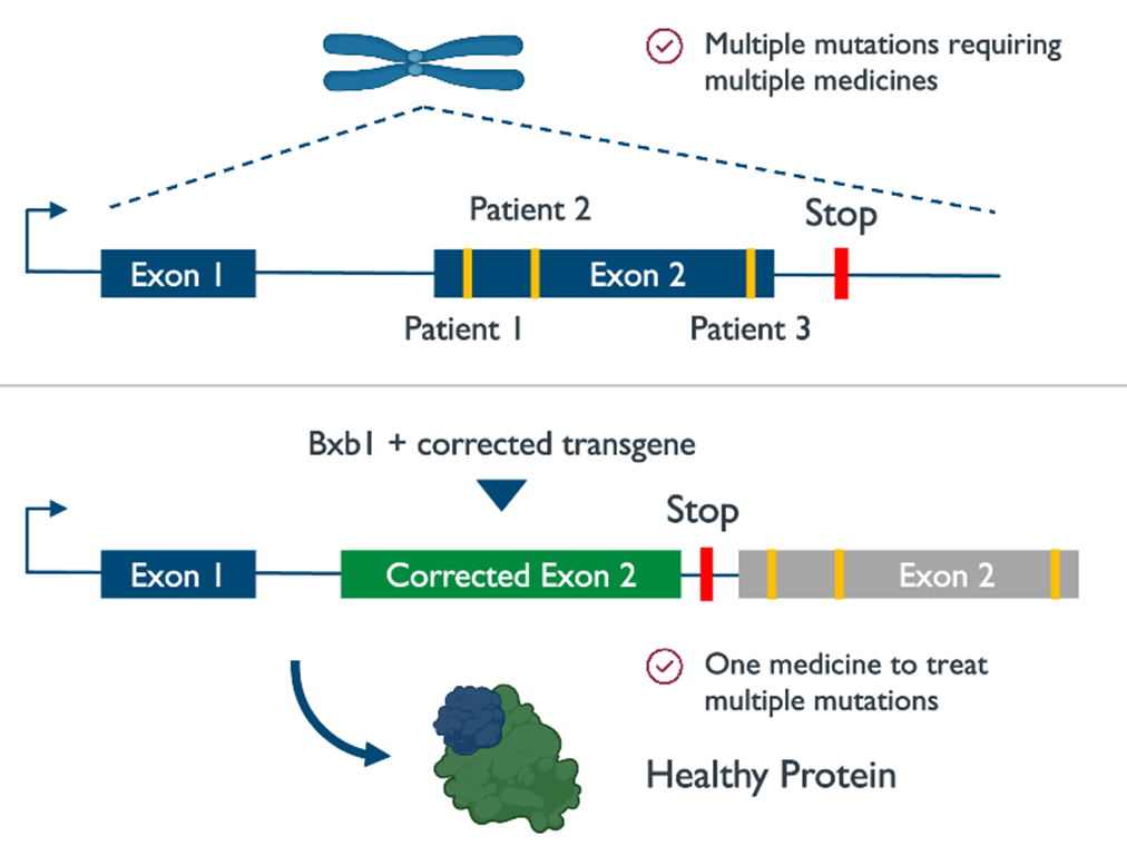 Modular Integrase (MINT) Platform - Sangamo